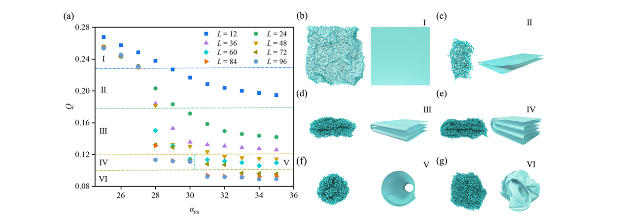 Folding behaviors of two-dimensional flexible polymers | 朱有亮课题组