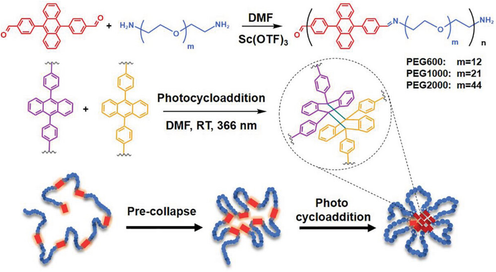 Ultrasmall Single‐Chain Nanoparticles Derived from Amphiphilic ...